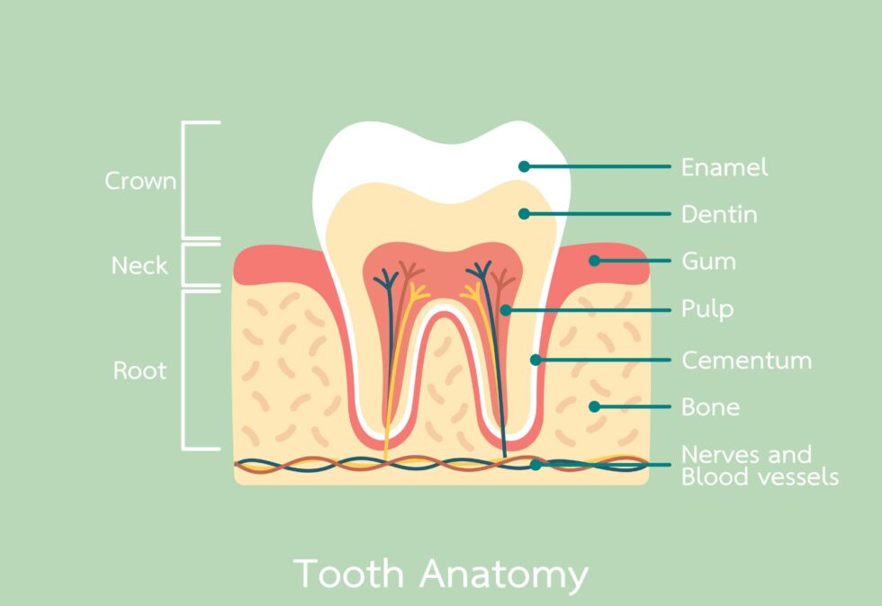 What are the stages of tooth decay? | ABC Dental l Rated Best Chicago ...